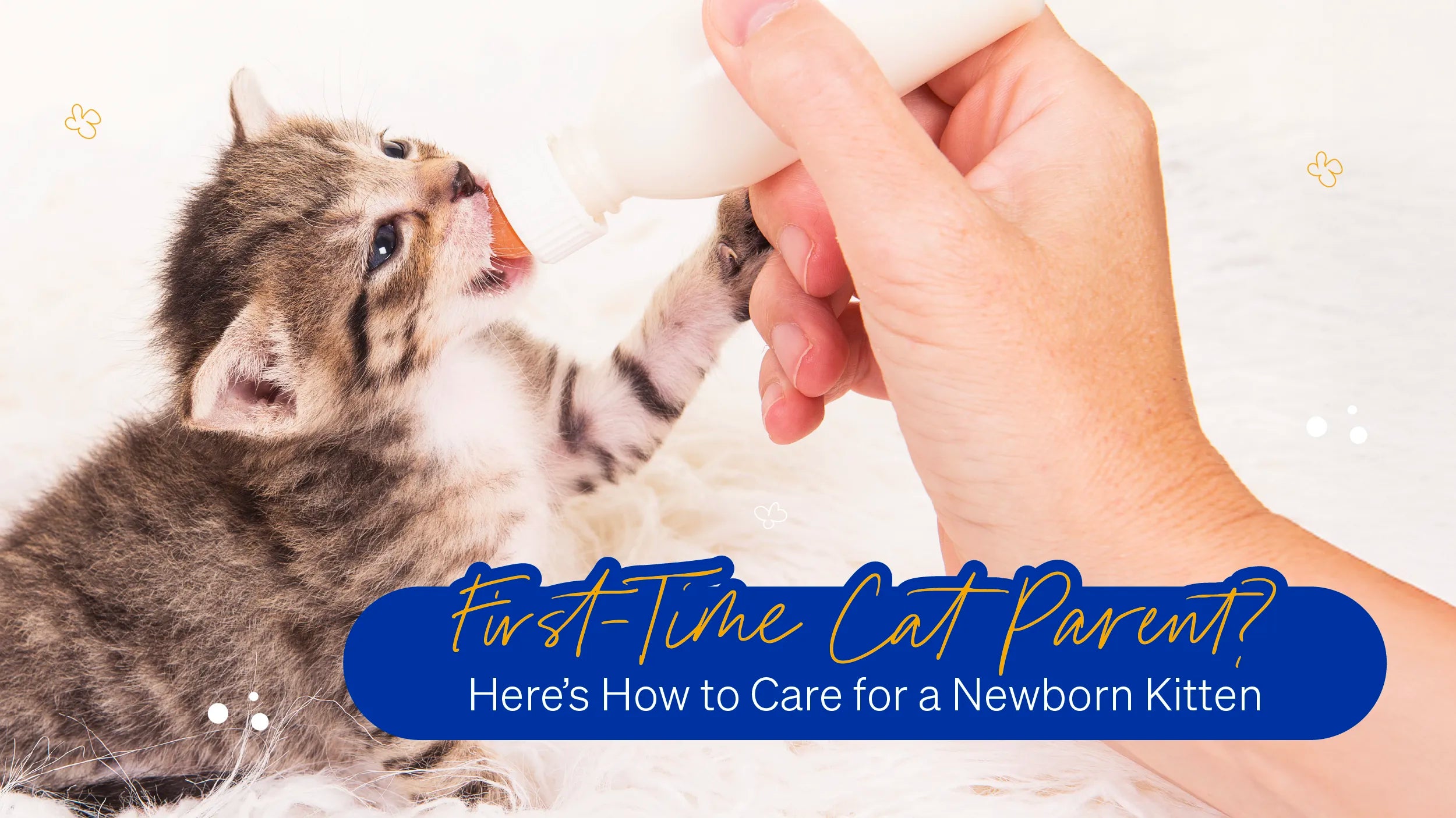 First-Time Cat Parent? Here’s How to Care for a Newborn Kitten ...