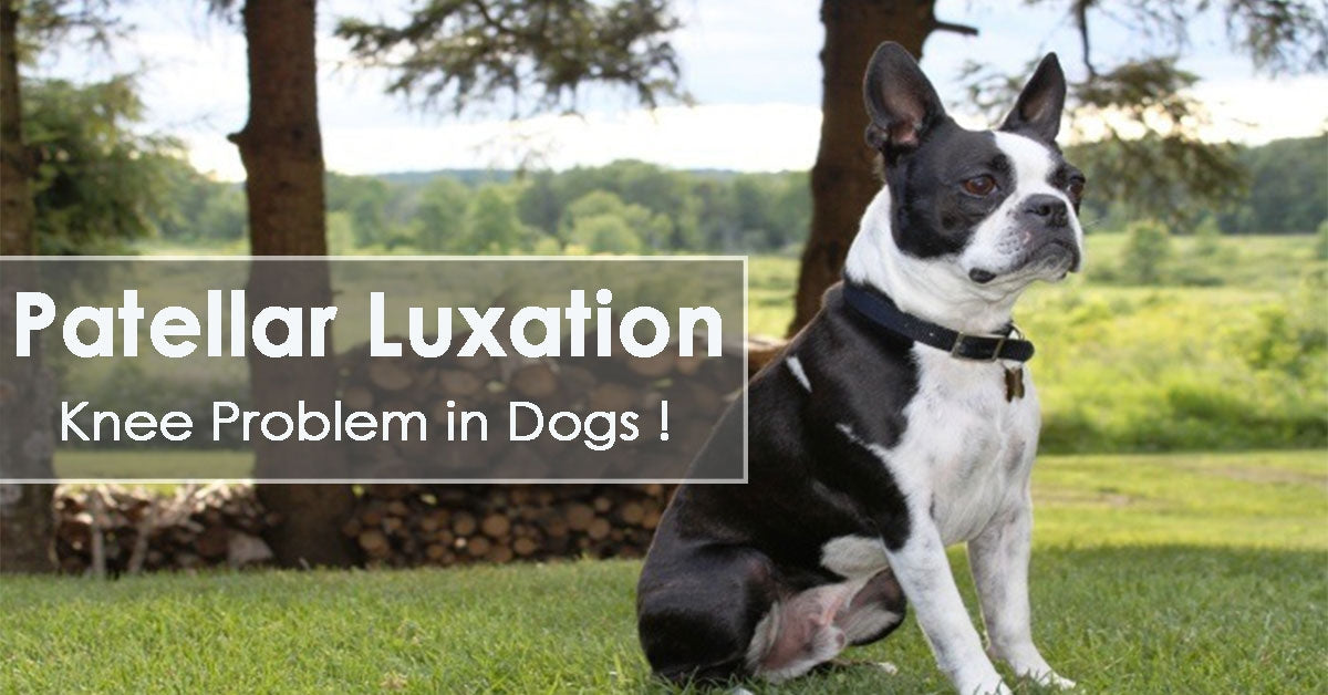 Patella Luxation – Vetopia Online Store