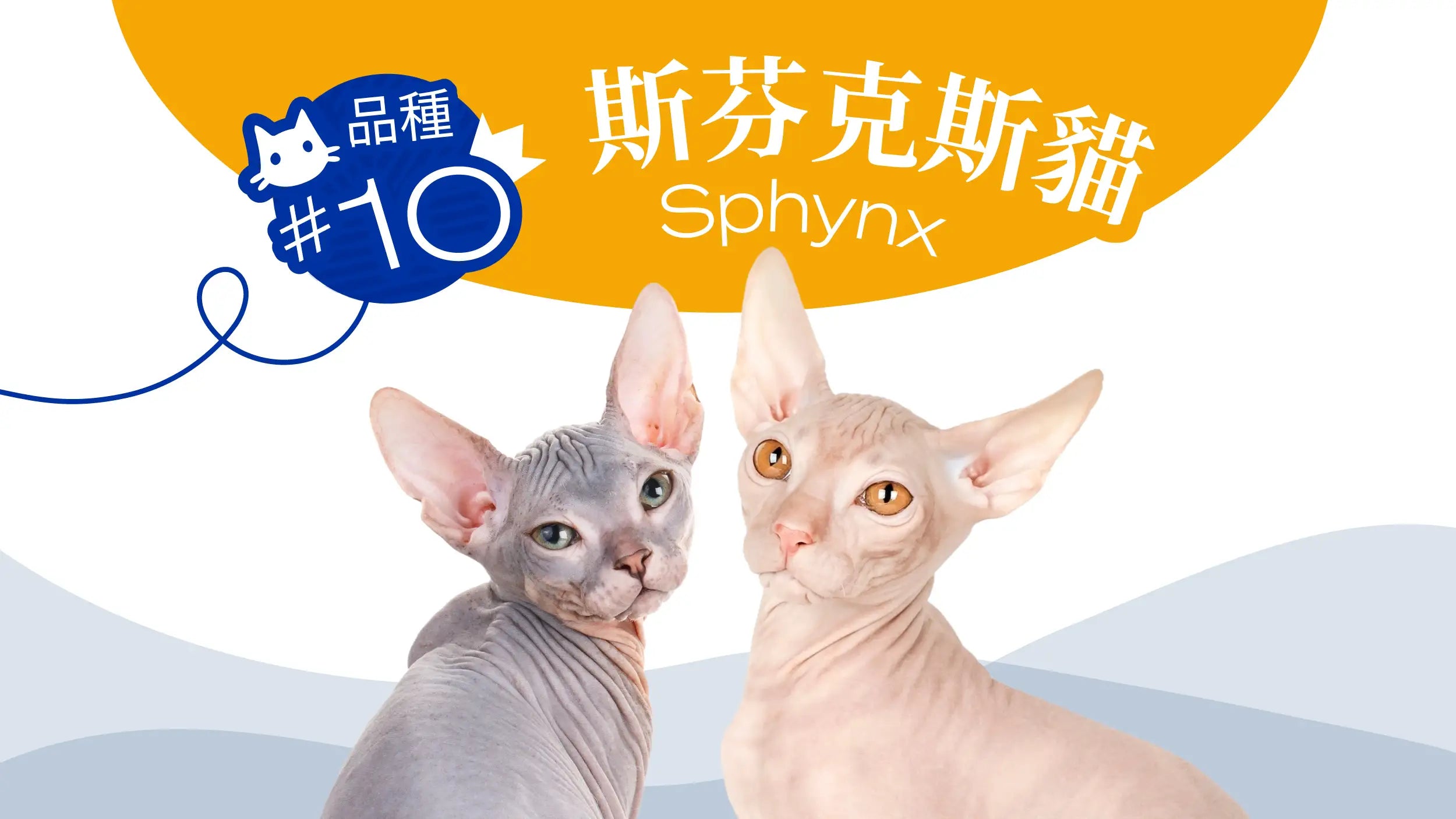 Hong Kong's Top 10 Most Popular Cat Breeds - Sphynx | Vetopia – Vetopia ...
