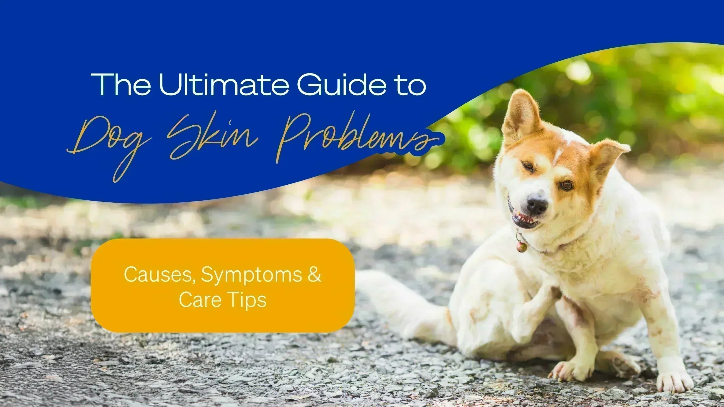 The Ultimate Guide to Dog Skin Problems: Causes, Symptoms & Care Tips ...