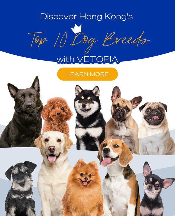 Online Pet Supplies Store | Veterinarian-Founded | Vetopia